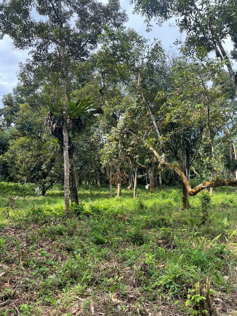 [SOLD] TANAH DUSUN UNTUK DIJUAL DI KAMPUNG SAHOM, KAMPAR • Ejen ...